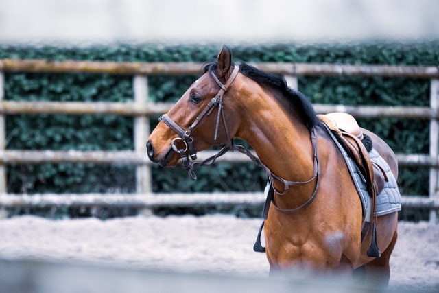 COPD in Horses - Sherwood Animal Clinic